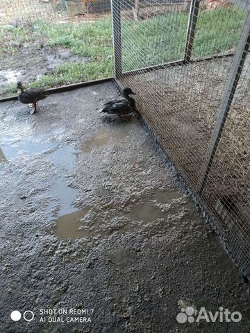 Утки дикие (кряква)