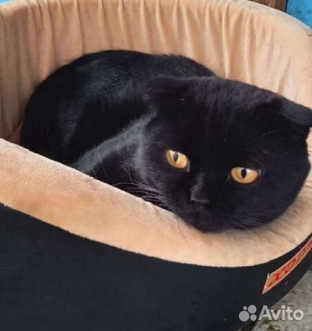 Породистого котика оставили в монастыре