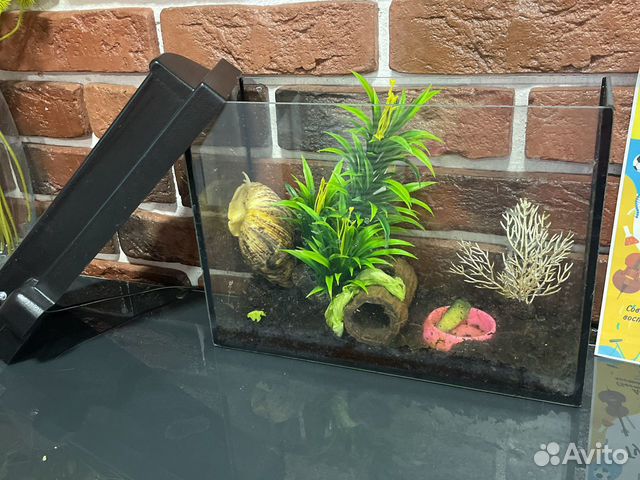 Улитка ахатина с акварумом