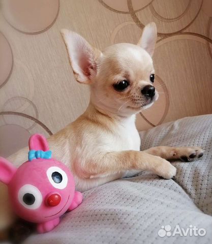 Носик курносик,малыш Ингри