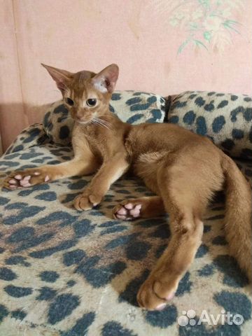 Абиссинская