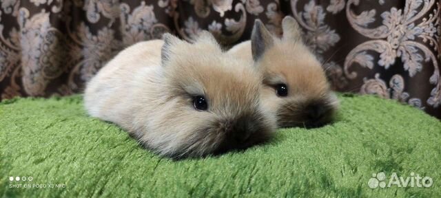 Декоративные крольчата