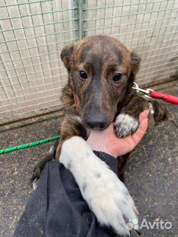 Тигренок ищет дом