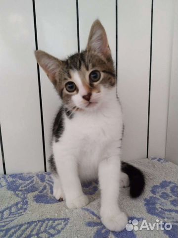 Антошка ждёт маму