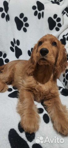 Щенок английского кокера спаниеля 3,5 мес