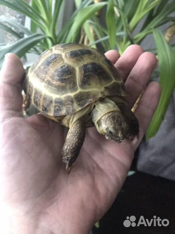 Черепаха