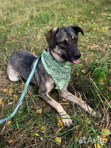 Отдам простого пёсика из приюта