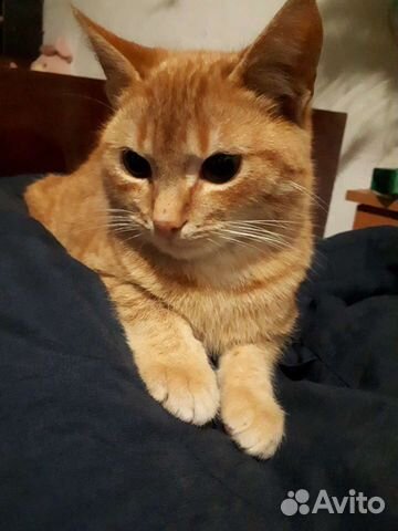 Котик-крысолов