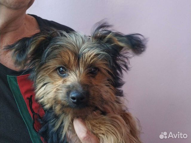 Собака в добрые руки щенок