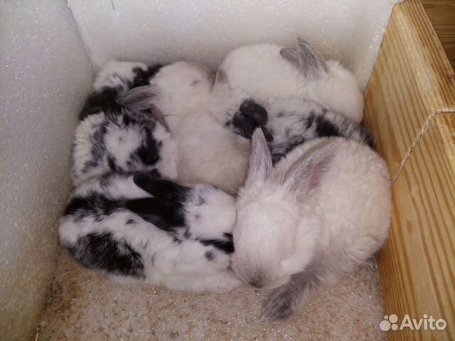 Отдам бесплатно Крольчиху и крольчат с маточником