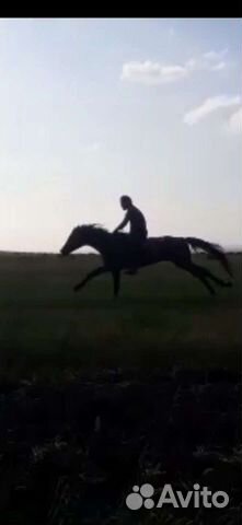 Анголоараб