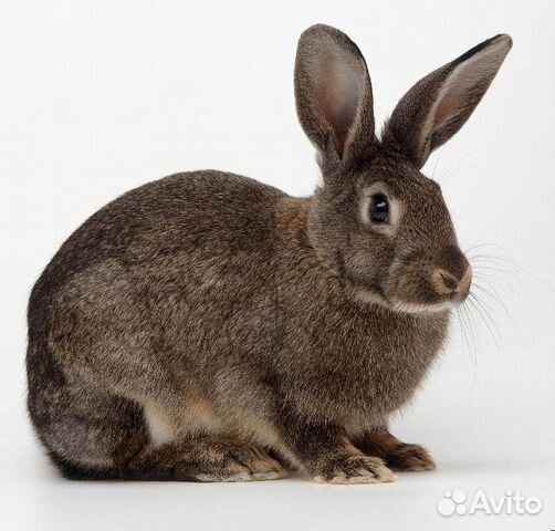 Декоративный кролик бесплатно