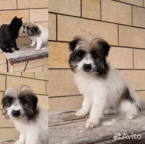 Щенки бесплатно