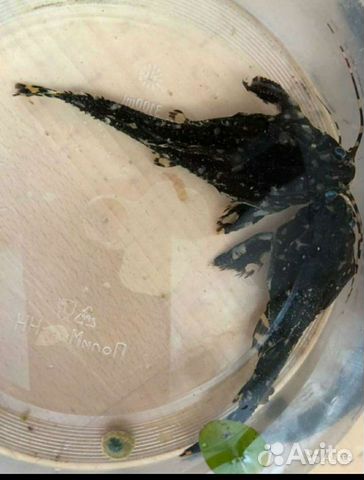 Сомы Агамикс белопятнистый