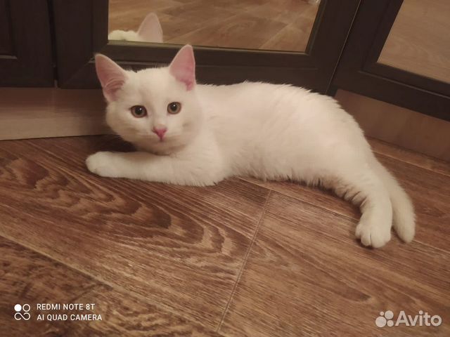 Котенок помесь турецкой ангоры