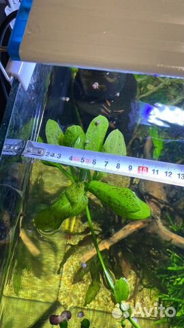 Эхинодорус шлютера