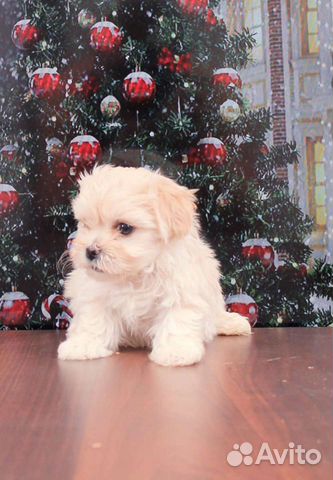 Супер мини мальтипу беби фейс