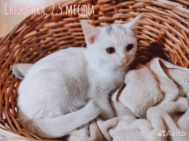 Котёнок снежинка, 2.5 мес., белого окраса