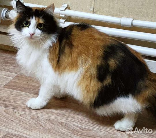 Кошки в добрые руки