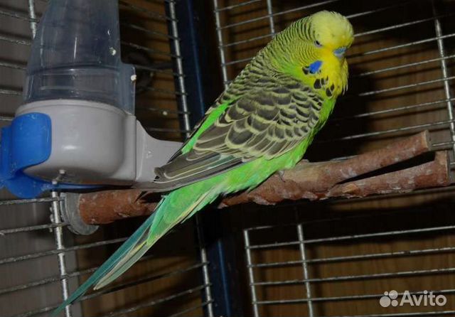 Волнистый попугай чех самец