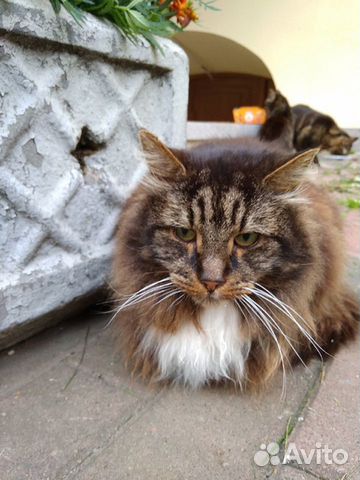 Ласковые сибирячки, стерилизованы