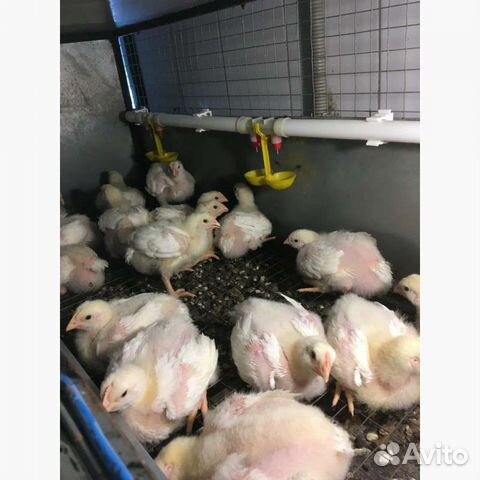Цыпленок бролер двухнедельный