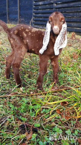 Камори 75 козлята