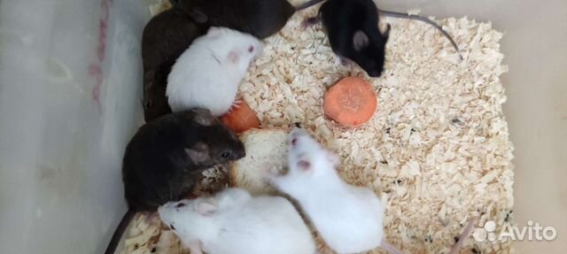 Мыши симпатичные