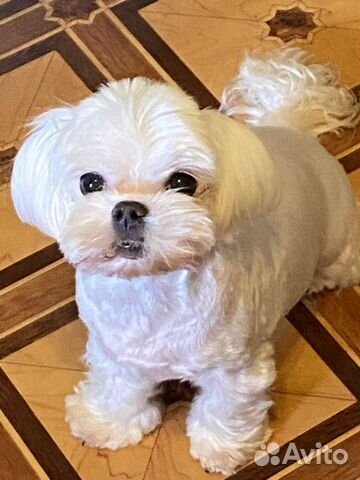 Взрослая девочка мальтезе 6 лет