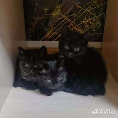 Котята в дар