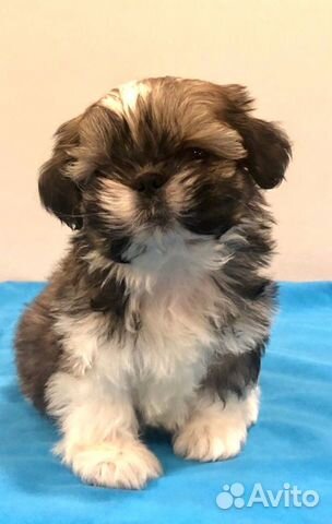 Ши-тцу мини