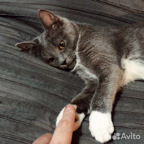 Отдадим в добрые руки метиса британца