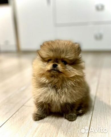 Щенок померанского шпица