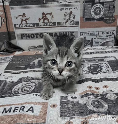 Снежок-умнейший которебенок ищет дом