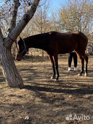 Донская лошадь