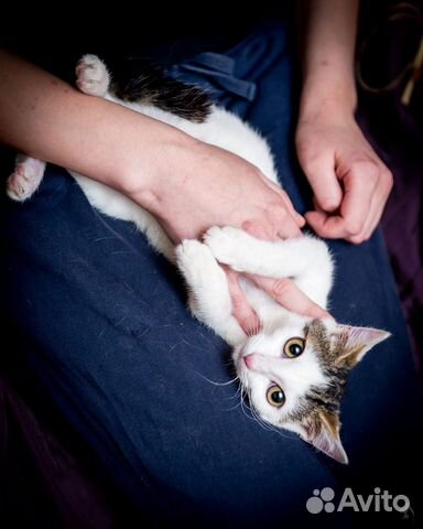 Котенок