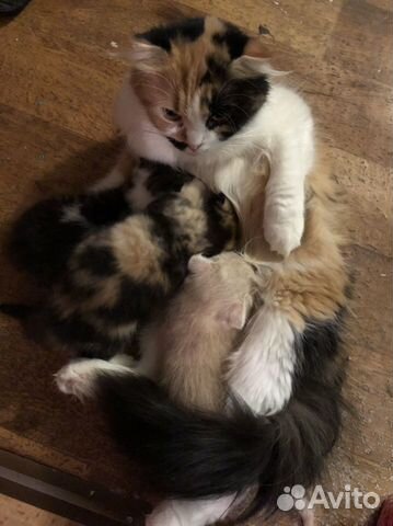 Шотландские котята