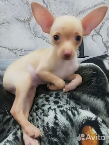 Мини той-терьер