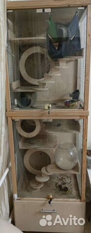 Витрина с шиншиллами