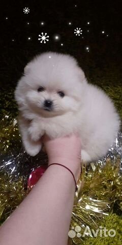 Померанский шпиц мальчик