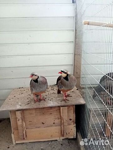 Куропатки кеклик