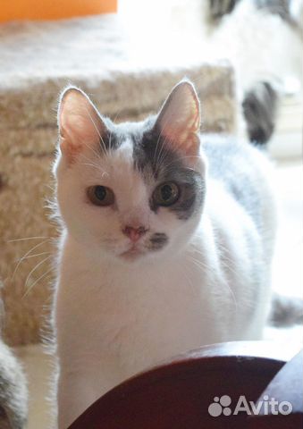 Кошка-хорошка