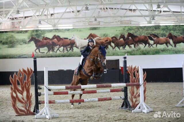 Продаётся жеребец буденновской породы