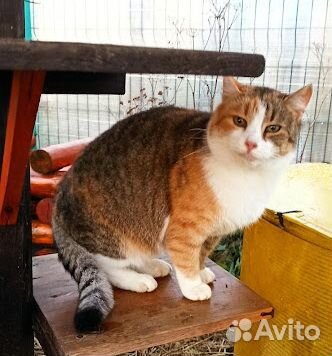 Безупречная леди-кошка в мороз ищет дом