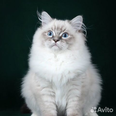 Рэгдолл кот в разведение