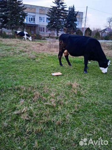 Корова стельная