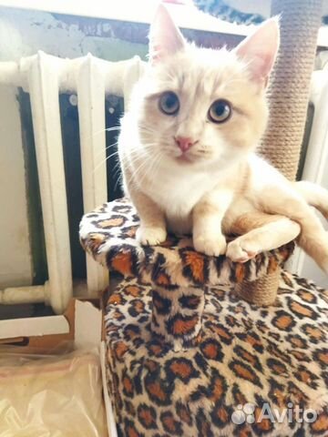 Котёнок, четыре месяца