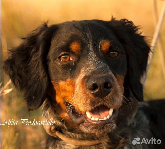 Эпаньоль бретон щенок