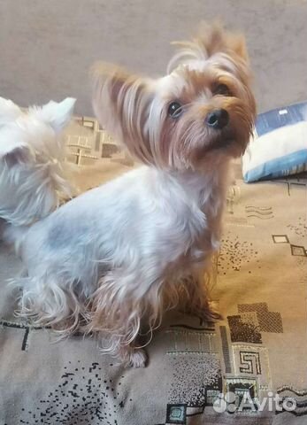 Йоркширский терьер