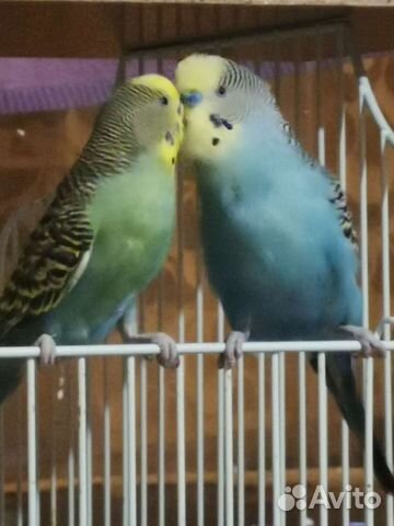 Волнистый попугай